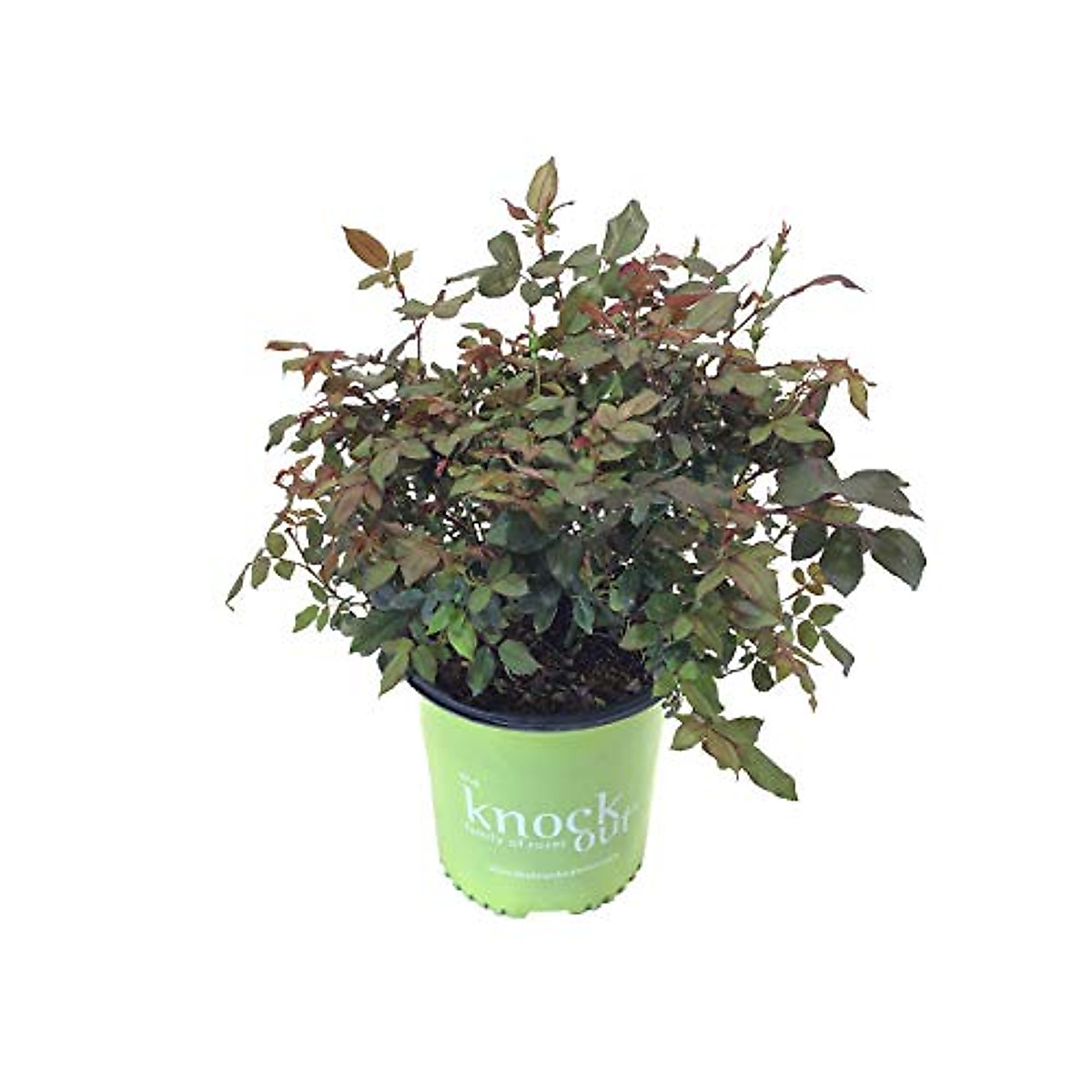 Star Roses Knockout Series 15048 Series Rose Knock Out The Original, 19cm