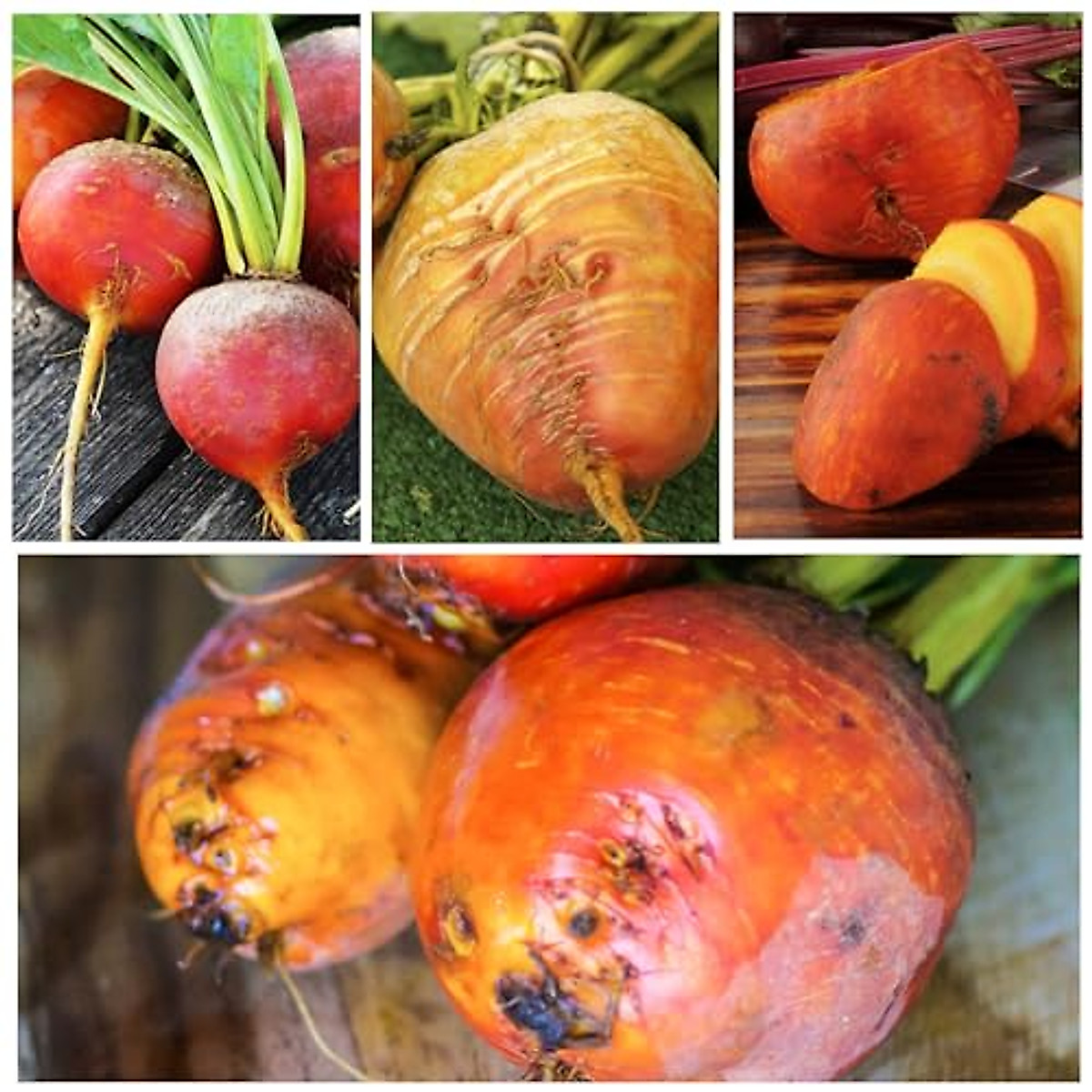 Seed Needs, Golden Detroit Beet Seeds - 250 Heirloom Seeds for Planting Beta vulgaris - Non-GMO & Untreated (1 Pack)