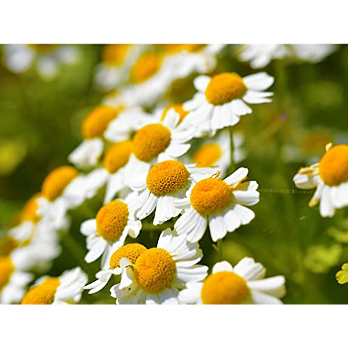 Gaea's Blessing Seeds - Feverfew Seeds - Non-GMO Seeds with Easy to Follow Planting Instructions - Open-Pollinated High Yield Heirloom 91% Germination Rate