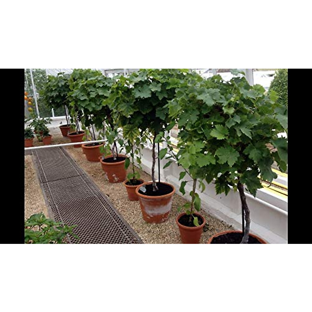 1128-Scuppernong/Muscadine,White,Tame (Vitis rotundifolia) Seeds by Robsrareandgiantseeds UPC0764425787334 Non-GMO,Organic,Historic Plants, Bonsai,1128 Package of 5 Seeds