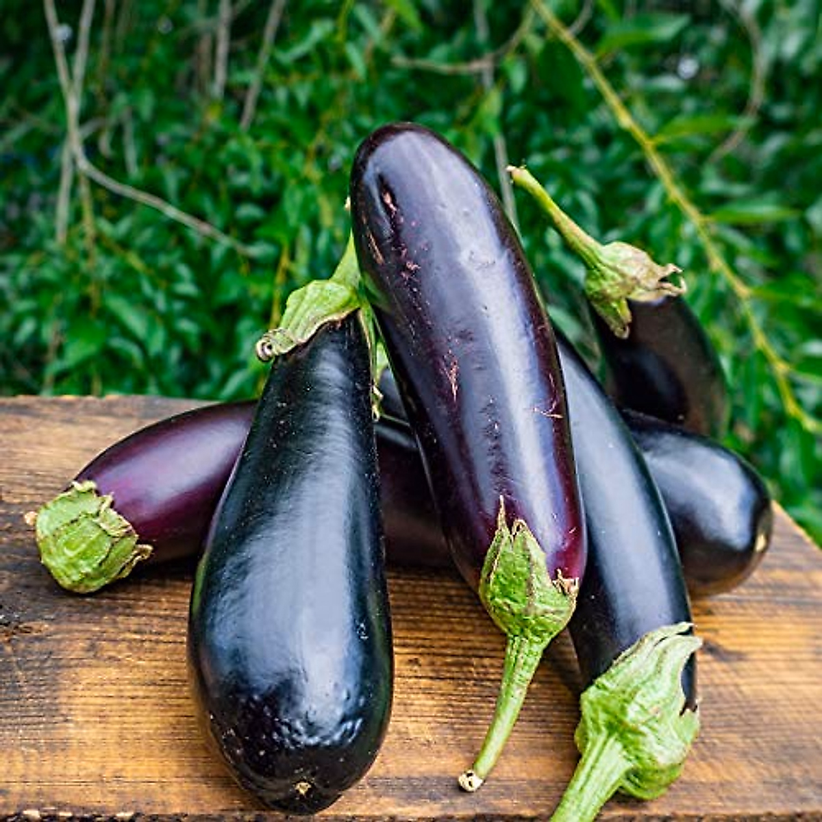 RAISE ME UP: Seeds Black Eggplant Long Pop Non GMO Heirloom