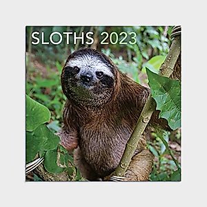 Sloths 2023 Wall Calendar
