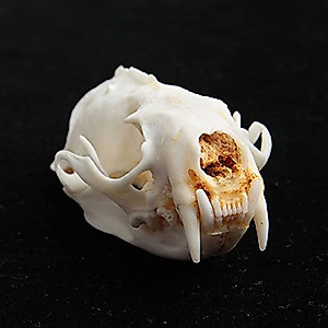 Acxico 1Pcs Mink Skulls Skull Specimen Animal Bone Specimen Gifts Skulls