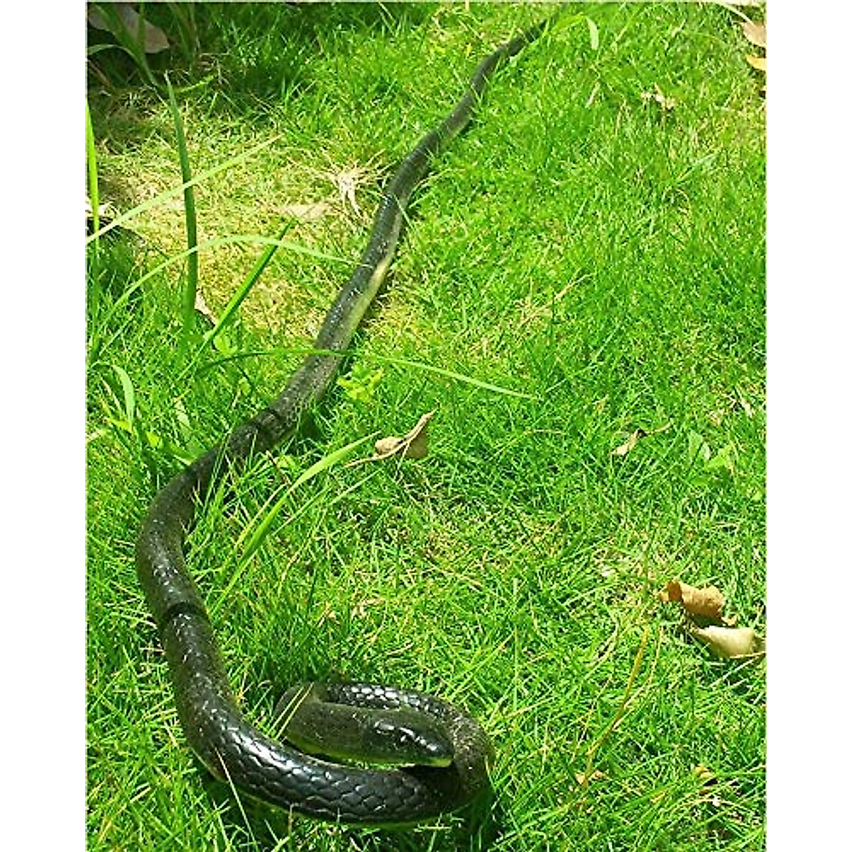 Yoogeer 47 Inches Rubber Lifelike Snakes Scary Gag Gift Incredible Creatures Chain Snakes Rain Forest Snake Toys Wild Life Snakes