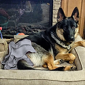 wegreeco Dog Diapers Female (3 Pack), Highly Absorbent Dog Diapers for Female Dogs, Washable Dog Diapers for Dogs in Heat, Incontinence, or Excitable Urination (Morandi, Medium)