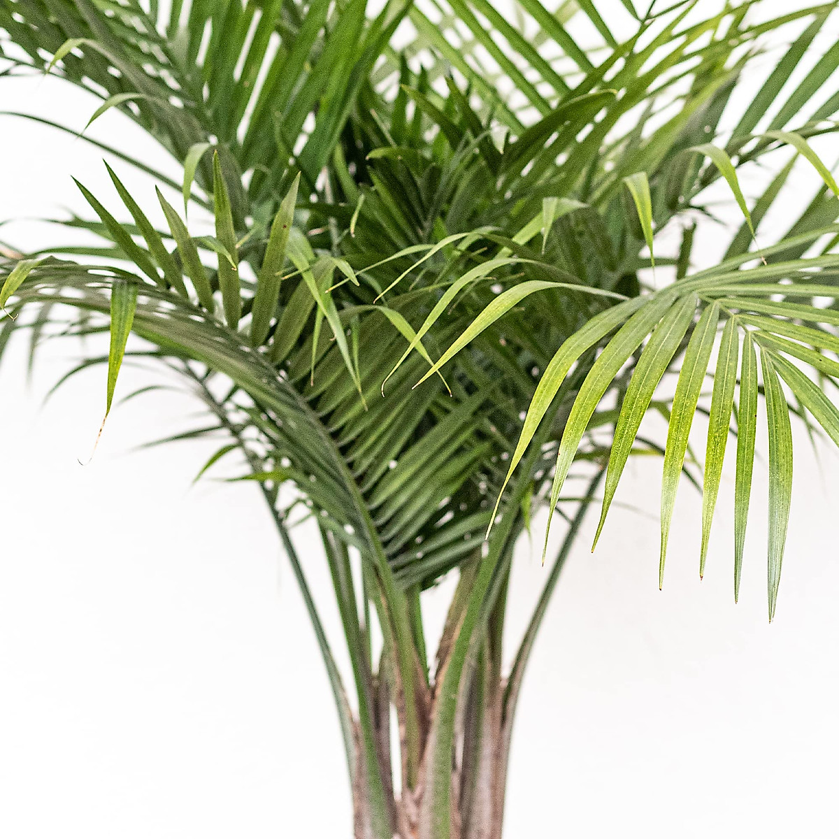 United Nursery Majesty Palm Live Plant, Outdoor and Indoor Live Palm Tree, Low Maintenance Easy Care Outdoor Indoor Tropical Palm Tree 3 Feet Tall Shipping Size