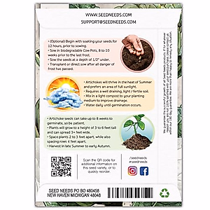 Seed Needs, Green Globe Artichoke Seeds for Planting (Cynaria scolymus) Heirloom, Non-GMO & Untreated (2 Packs)