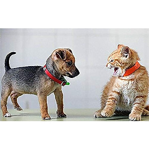 Dog Skin Care Supplements - Pets Hair and Coat Complex - for Dogs and Cats - Advanced Benefits - Itch Relief - Vitamin c for Dogs Pills - 2 Bottles (120 Tablets)