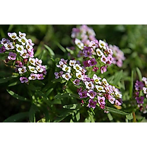 "Sweet Royal Carpet" Alyssum Flower Seeds, 1000+ Seeds Per Packet, (Isla's Garden Seeds), Non GMO Seeds, Botanical Name: Lobularia Maritima, Great Home Garden Gift