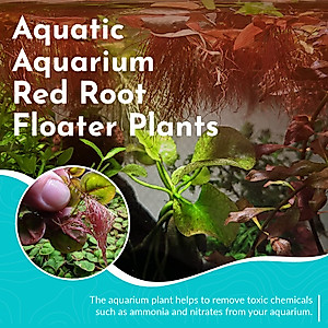 Canton Aquatics - 30+ Red Root Floater - Live Aquarium Plants - 4oz Cup