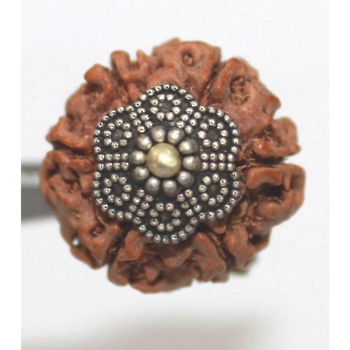 IndianStore4All 6 Mukhi Nepal Rudraksha Penadnt 100% Original Six Face Rudraksha