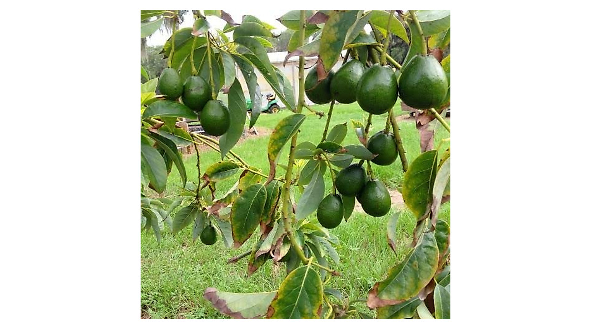 HASS Avocado Tree Grafted 2-3 Feet Tall - Live Plant for Planting