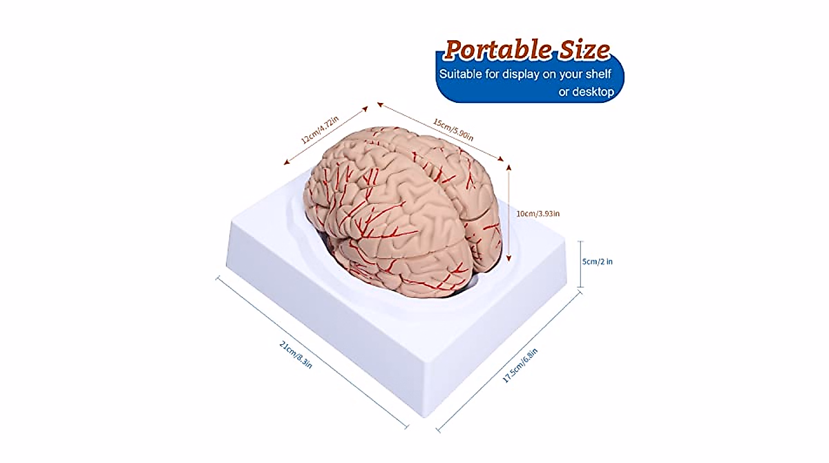 Brain Anatomy Model Life Size Human Brain Model 8-Part Neuroscience ...