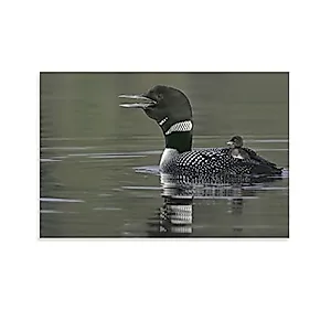 Common Loon with Chick on Water Back Call Picture Poster Wall Decoration Poster in Kamloops, British Canvas Painting Posters And Prints Wall Art Pictures for Living Room Bedroom Decor 24x36inch(60x90