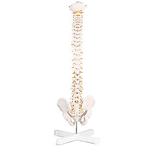 LYOU Flexible Spine Model, 34'' Life Size Spine Anatomical Model with Vertebrae, Nerves, Arteries, Lumbar Column and Male Pelvis, Colorful Poster Include