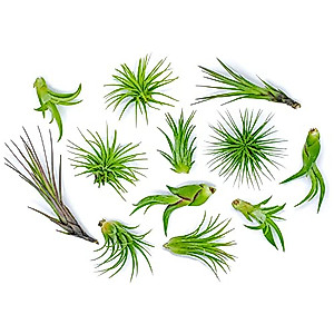 Altman Plants, 12 Air Plant Variety Pack - Small Tillandsia Terrarium Kit - Assorted Species of Live Tillandsia Tropical House Plants for Sale, 2 to 5 Inches Each - Air Plants for Indoor Home Decor