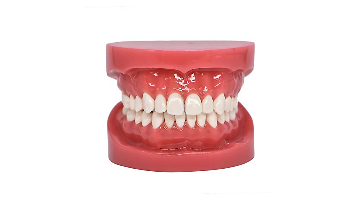 Dental Typodont Model for Teaching and Practice | Realistic Teeth ...