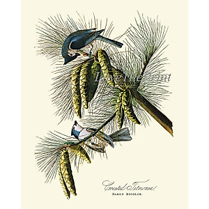 Bird Print Wall Art Set of 4 Prints Beautiful James Audubon Titmouth Fork-tailed Flycatcher Blue Bird Bluebirds Indigo Bird on Pine Tree Blooming Magnolia Flower Home Room Decor Unframed