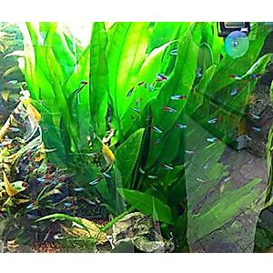 Mainam Amazon Sword Plant Echinodorus Bleheri Tall Bunch Live Aquarium Plants Freshwater Planted Tank Decorations