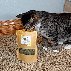 Kitty City Premium Natural Catnip