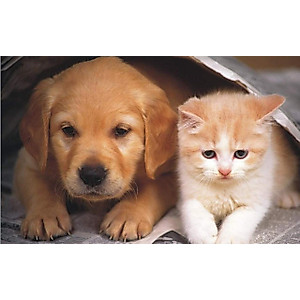 cat Breath freshener - Pets Total Health Support - for Dogs and Cats - Healthy Joints Eyes Teeth Hair Skin - cat Urinary Tract Treats - 3 Bottles (180 Tablets)