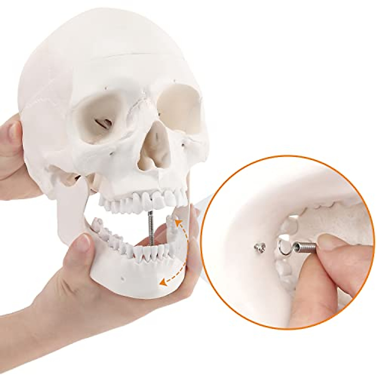 Human Skull Anatomical Model, HINGONS Adult Sized Skull 3-Part Removable Skull Cap and Moving Jaw, for Student Human Anatomy Learning