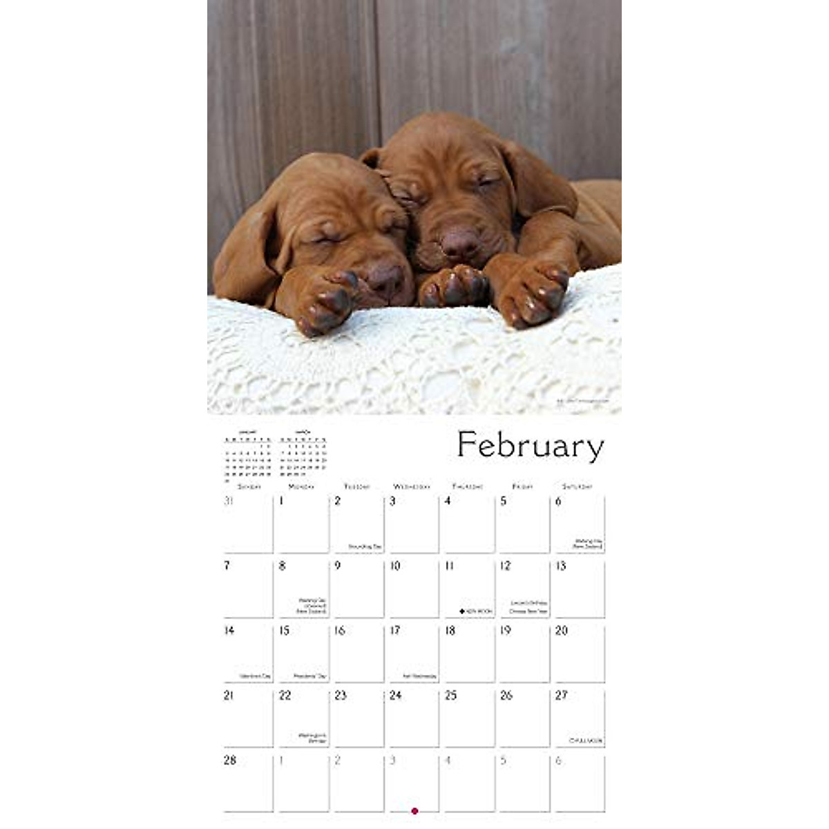 2021 Pooped Puppies 16-Month Wall Calendar