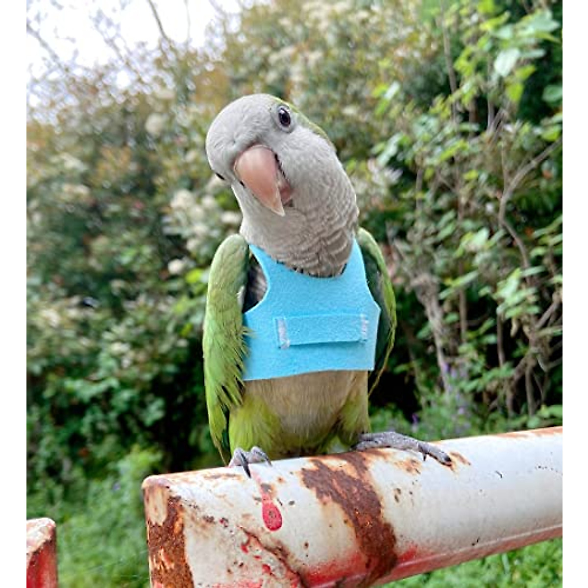Bird Flight Harness Vest, Parrot Flight Suit with Leash for Parakeets Cockatiels Conures Budgies, Bird Flying Clothes with Rope and Handle for Outdoor Activities Training, Anti Bite (M, Blue)