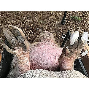 Complete Pig Hoof Trimmer Set – Electric Plug in - 110 Volt - Accessories Included