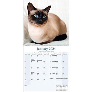 2023 2024 Siamese Cats Calendar - Cute Animal Monthly Wall Calendar - 12 x 24 Open - Thick No-Bleed Paper - Giftable - Academic Teacher's Planner Calendar Organizing & Planning