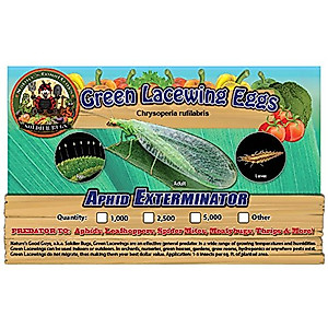 Bug Sales Green Lacewing Eggs on Hanging Card - 1000 Count