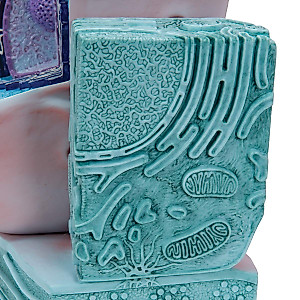 3B Scientific R04 Animal Cell Model, 8.3" x 4.3" x 12.2"