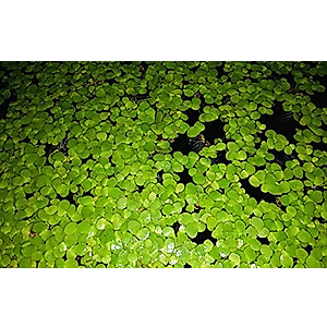 40+ Giant Duckweed (Spirodela polyrhiza) Live Floating Plants for Aquarium or Pond by TMDFishKeeping