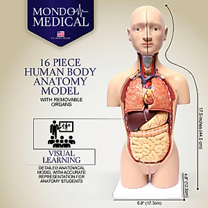 MonMed Human Torso Model – 17in Human Body Model Anatomy Doll with Removable Organs 3D Human Organ Model