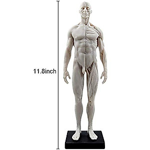 Human Body Musculoskeletal Anatomical Model for Study and Teaching (30CM2)