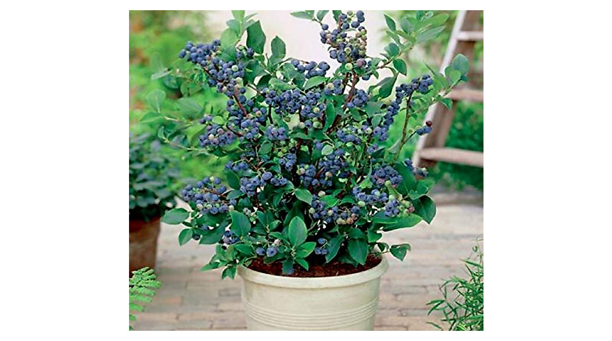 Grow Blueberries at Home with Zellajake 50+ Heirloom Seeds