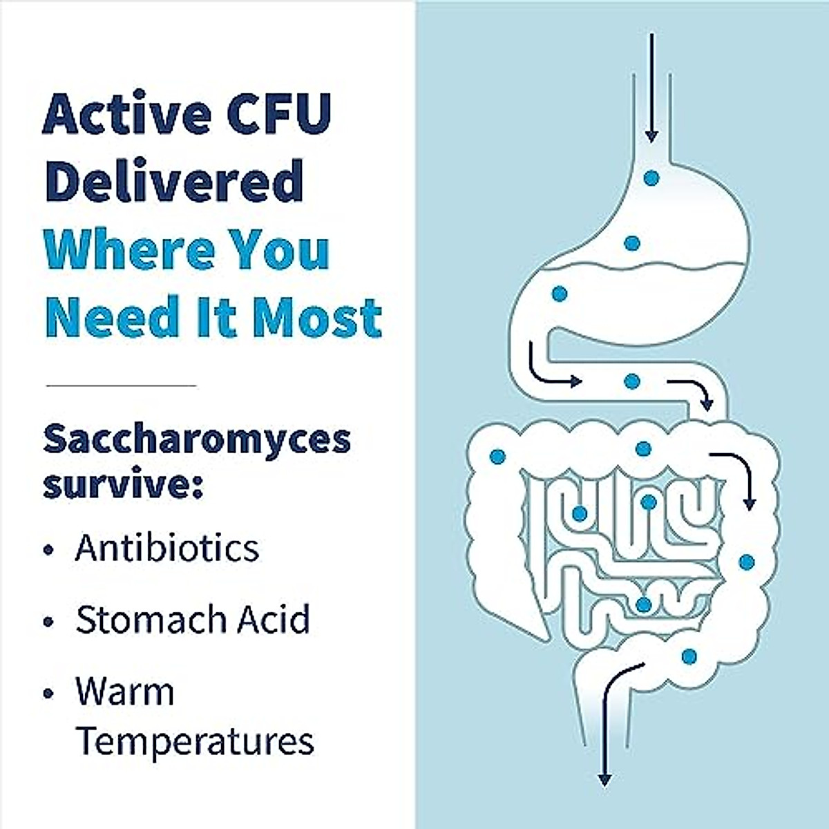 Klaire Labs Pure Saccharomyces Boulardii Powder - Probiotic Supplement to Support Healthy Yeast Balance - Digestive + Immune Support - Hypoallergenic - Double Scoop for Kids & Adults (4.48oz)