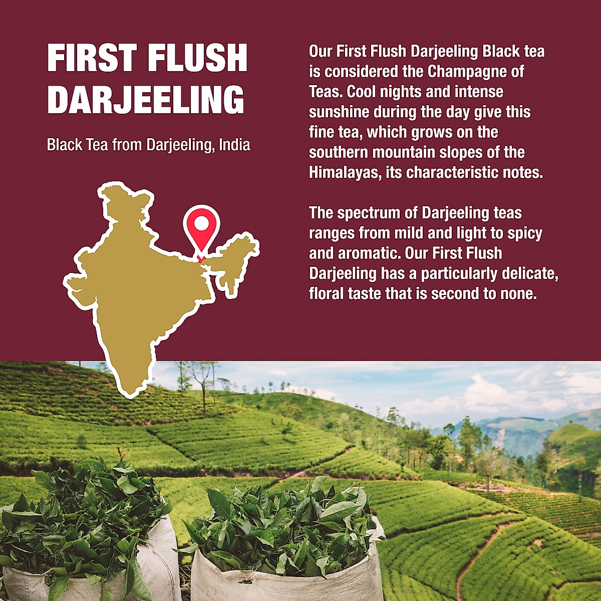 Tiesta Tea - First Flush Darjeeling Black Tea | Loose Leaf | Single Origin Premium Black Tea from India | Pure High-Caffeinated Blend | Makes Hot or Iced & Up to 50 Cups | 4oz Refillable Tin