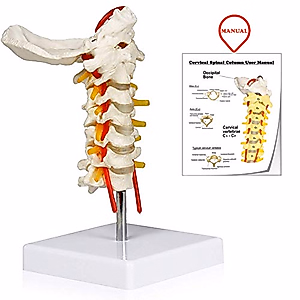 Vision Scientific VAV261 Cervical Spine with Nerves & Arteries | Life-Size, Articulated | 7 Cervical Vertebrae, Intervertebral Discs | Occipital Bone, Spinal Cord | Instruction Manual