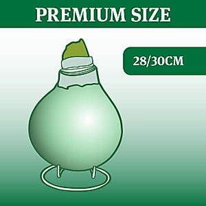 Gold Base Waxed Amaryllis Flower Bulb with Stand, No Water Needed