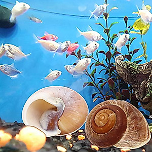 4 Pack Large Hermit Crab Shells, Muffin Snail Shells | Turbo Shells | Giant Land Snail Shells | Hermit Crab House for Fish Tank Aquarium Decoration Beach Home Decor Wedding Centerpieces, 2.75"-3"