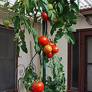 Xiny Tool Garden Stakes, 25 Pack 4 Ft Steel Plant Garden Tomato Stakes with Plastic Coat for Climbing Plants (25 Pack 48 Inch)