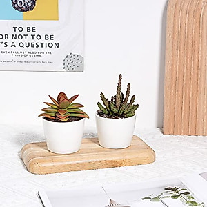 T4U 2.5 Inch Small White Succulent Planter Pots with Bamboo Tray Round Set of 12, Ceramic Succulent Air Plant Flower Pots Cactus Faux Plants Containers, White Modern Decor for Home and Office