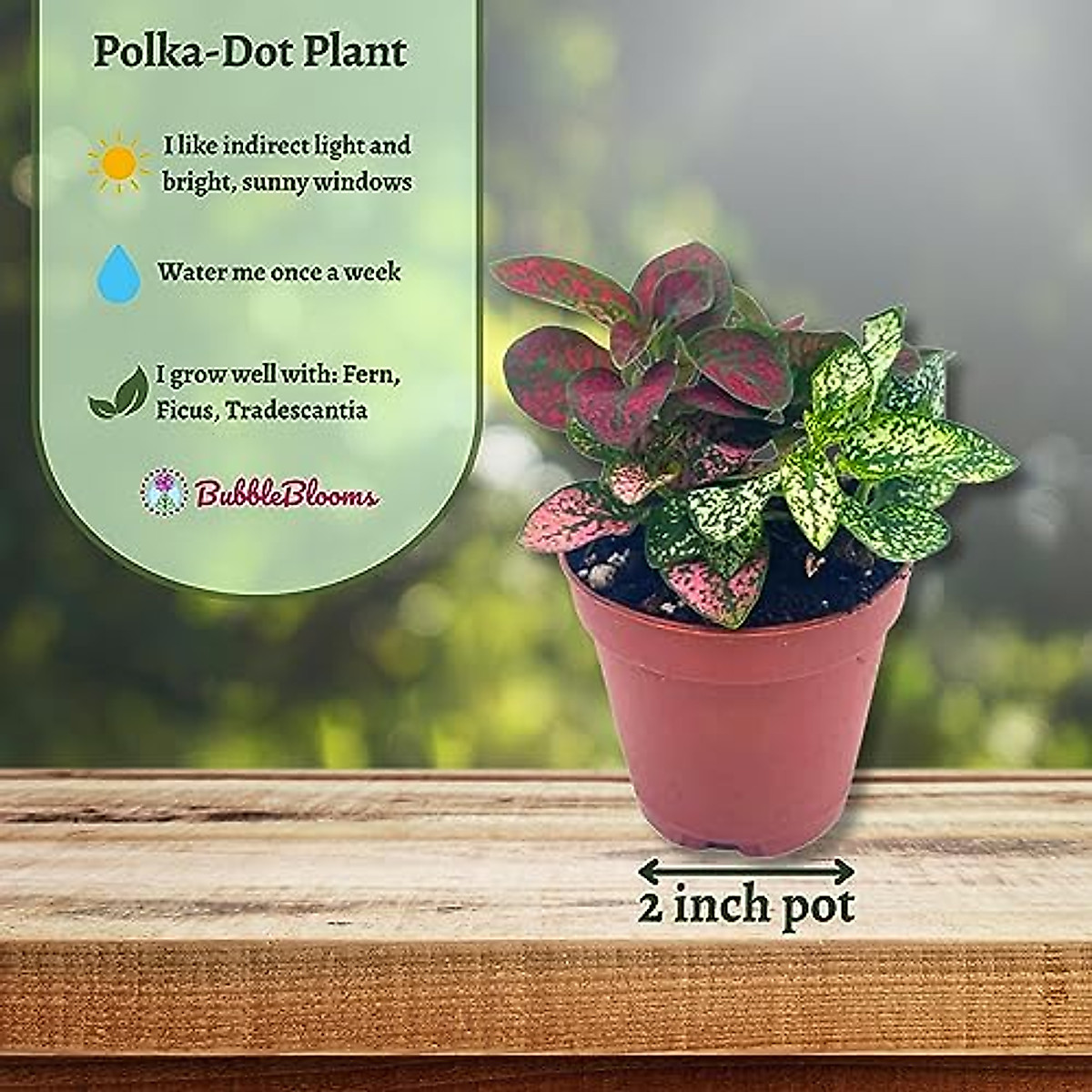 Polka-dot-Plant, Hypoestes phyllostachya, Live in a 2 inch Pot Tiny Mini Pixie Plant