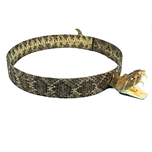 1.25" Rattlesnake Hat Band with Head & Rattle (598-HB204)