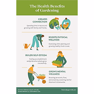 Perennial Sunflower Seeds for Planting - Plant & Grow Maximilian Sun Flowers in Your Home Outdoor Garden - 500 Non GMO Heirloom Seeds - Full Planting Packet with Instructions for Easy Grow, 1 Packet