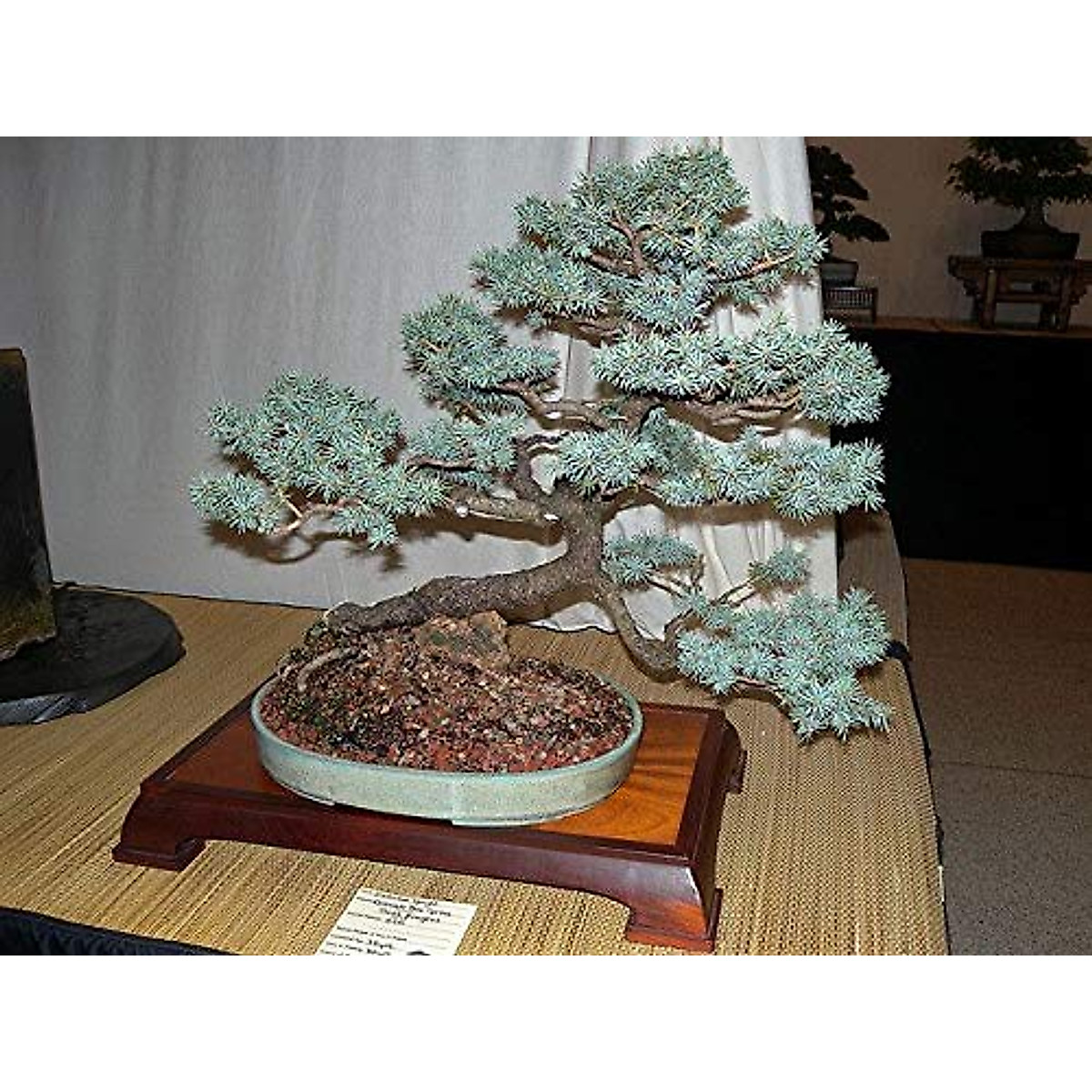Blue Spruce Bonsai Tree Seeds for Planting | 20 Seeds | Popular Coniferous Tree for Bonsai