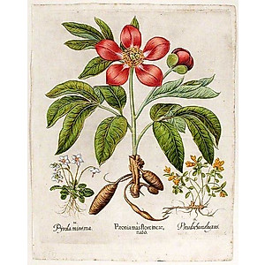 [Pink corallina peony] Pµonia mas flore incarnato; [One-flower shinleaf] Pyrola minima; [Dwarf alpine box] Pseudoschamµbuxus