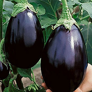 500 Black Beauty Eggplant Seeds for Planting Heirloom Non-GMO 2.5+ Grams of Seeds Garden Vegetable Bulk Survival