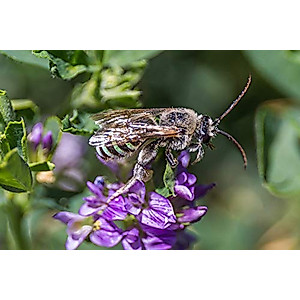 Alfalfa Seeds- Regenerative Cover Crop- Premium Certified Non-GMO Alfalfa Seeds - 1 Lb - High Germination, Conventional Alfalfa Seed -Garden Seed, Cover Crop, Field Growing, Alfalfa Hay, Alfalfa Honey